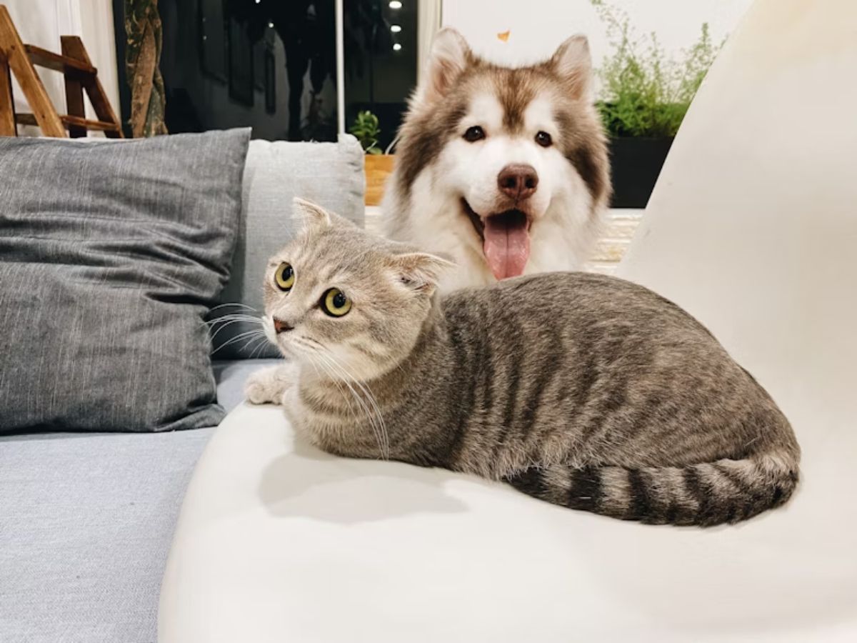 Tem pet? Entenda a importância dos brinquedos para o bem-estar dos ...