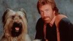 Confira os filmes que marcaram a carreira de Chuck Norris | TMC