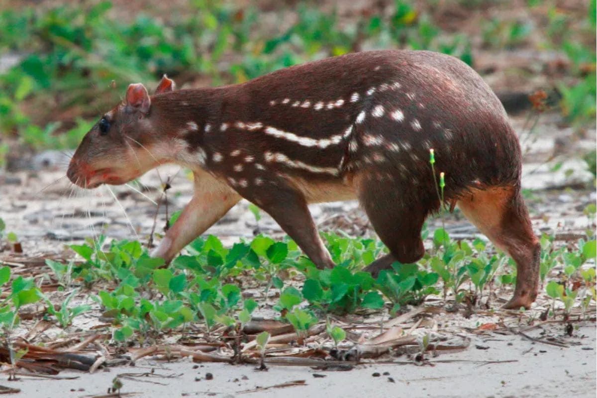 Carne de paca: entenda o que é e porque tem um alto custo | TMC