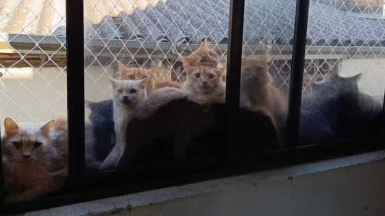 Apartamento com mais de 400 gatos é alvo de ação de Prefeitura em Santa ...