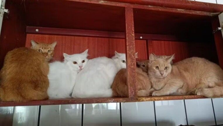 Apartamento com mais de 400 gatos é alvo de ação de Prefeitura em Santa ...