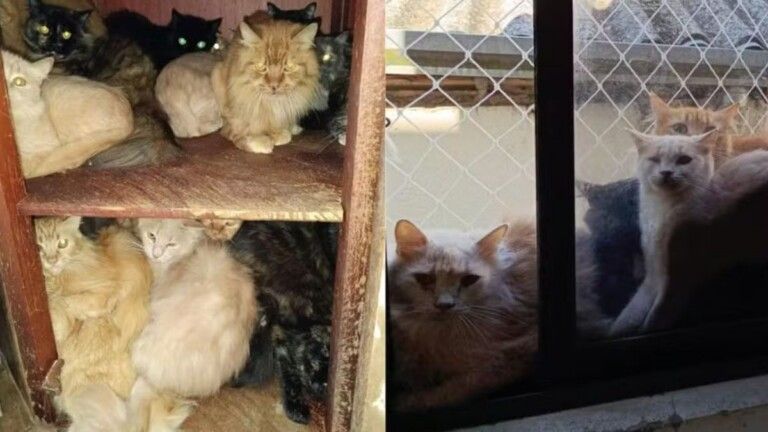 Apartamento com mais de 400 gatos é alvo de ação de Prefeitura em Santa ...